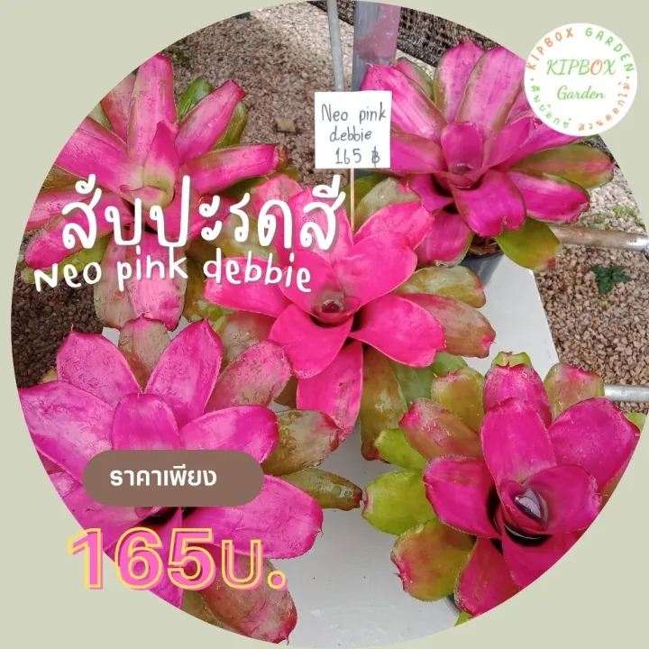 ต้นสับปะรดสี Neo pink debbie | Lazada.co.th