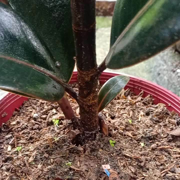 FICUS ELASTICA/Rubber Plant BLACK PRINCE potted | Lazada PH