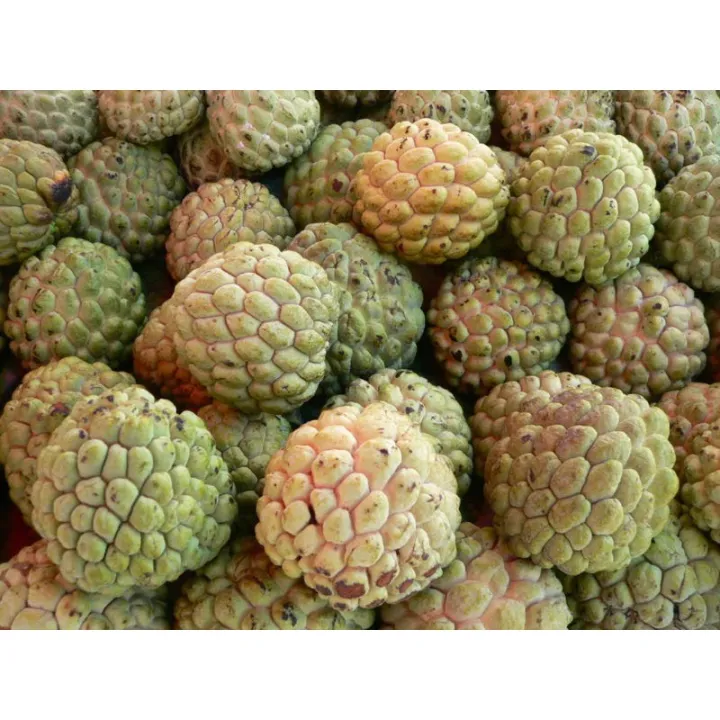 Biji Benih Buah Nona Sugar Apple seed (It's a seed, not a plant!) | Lazada