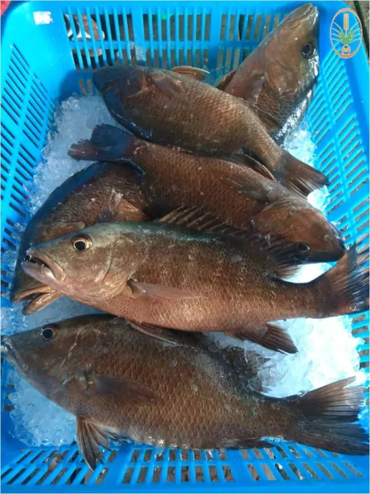 FISH - Ikan Kakap Merah / Mangrove Jack 1pc - (Whole Fish) (~1kg+-) 红友鱼 ...