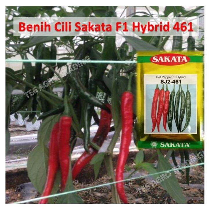 [REPACKING] BENIH CILI KULAI SAKATA HOT PEPPER F1 HYBRID 461 | Lazada
