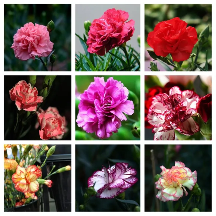 50 Seeds (buy 2 get 1 free) MixedColors Carnation Flower for Sale Easy ...