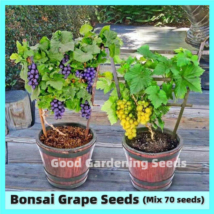 [Easy To Grow In The Philippines] 70 Seeds Edible Grape Tree Seeds ...