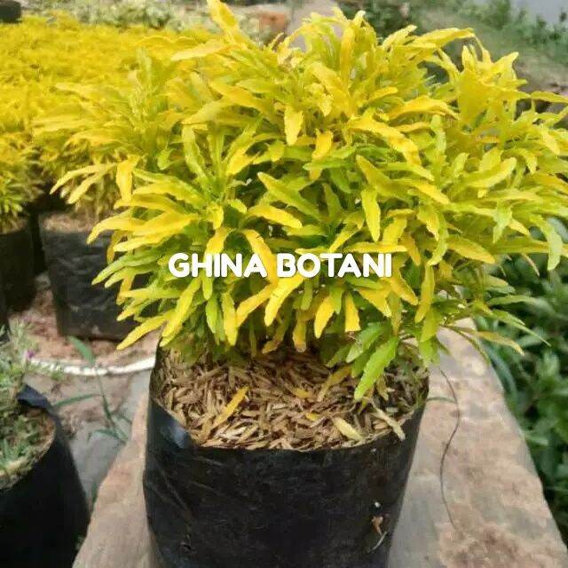 Tanaman Hias Berokoli kuning / tanaman brokoli kuning | Lazada Indonesia