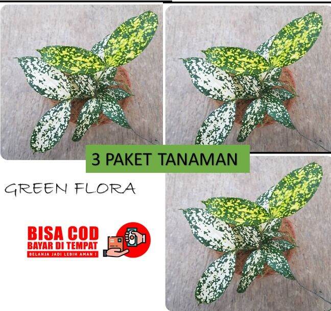 3 PAKET Tanaman hias dracena florida bunga dracena florida bambu ...