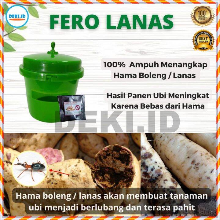 Ferolanas Feromon Pengendali Hama Boleng Tanaman Umbi Ubi Jalar Fero ...
