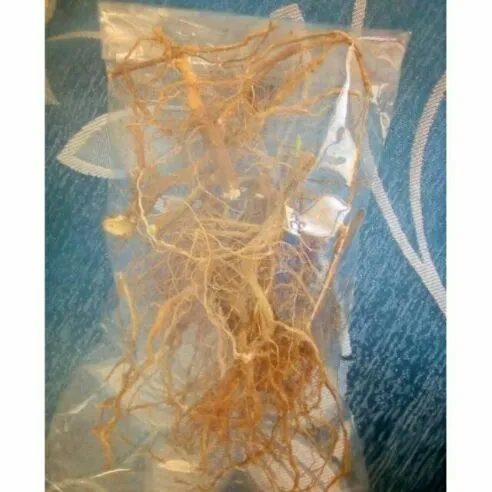 Akar Pokok Kucing Galak (20g) | Lazada