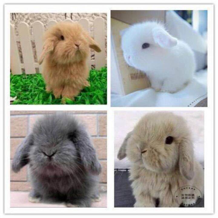 Pet rabbits grow up alive, small teacups, dwarfs, rabbits, rabbits ...