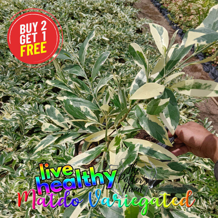 Matdo Plant Variegated Suregada Multiflora | Lazada PH
