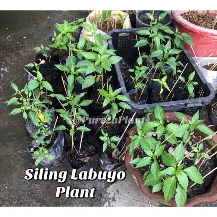 【ready Stock】 Sili Labuyo Sili Haba Pansigang Live Plant Cod Available Read Description