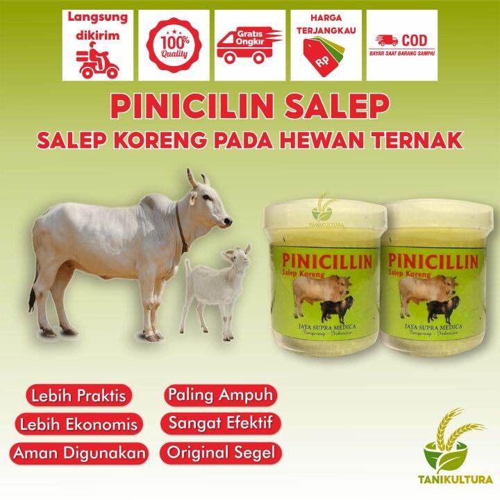 SALEB KORENG SAPI, SCABIES, KUDIK, EKSIM, SALEP GATAL-GATAL PINICILIN ...