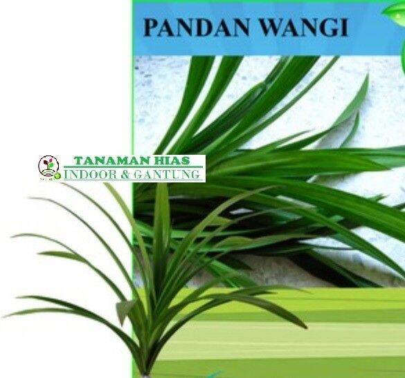 Tanaman Hias Hidup Asli Unik Pandan Wangi Tanaman Hias Bunga Hias Hidup ...