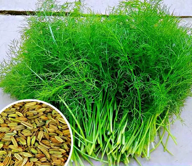 Biji Benih Daun Dill Adas/ Stubble Fennel Seeds /Vegatable seeds (It's ...