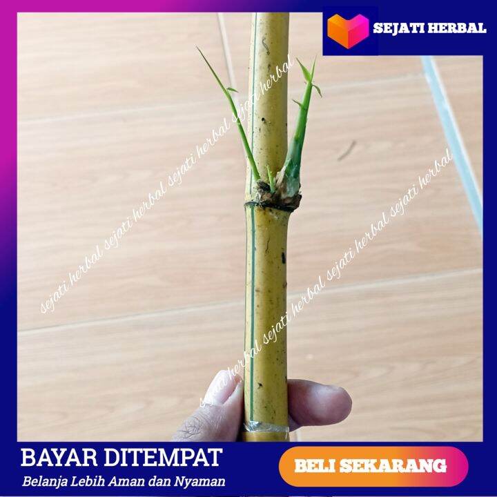 Bambu kuning penangkal setan Bambu kuning Bambu kuning hias 1 Bambu ...