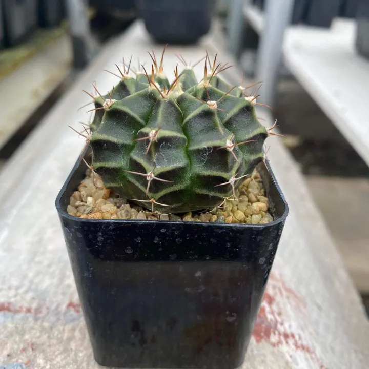 Gymno ยิมโนเขียว ไม้เมล็ด ขนาด 4-5cm. | Lazada.co.th