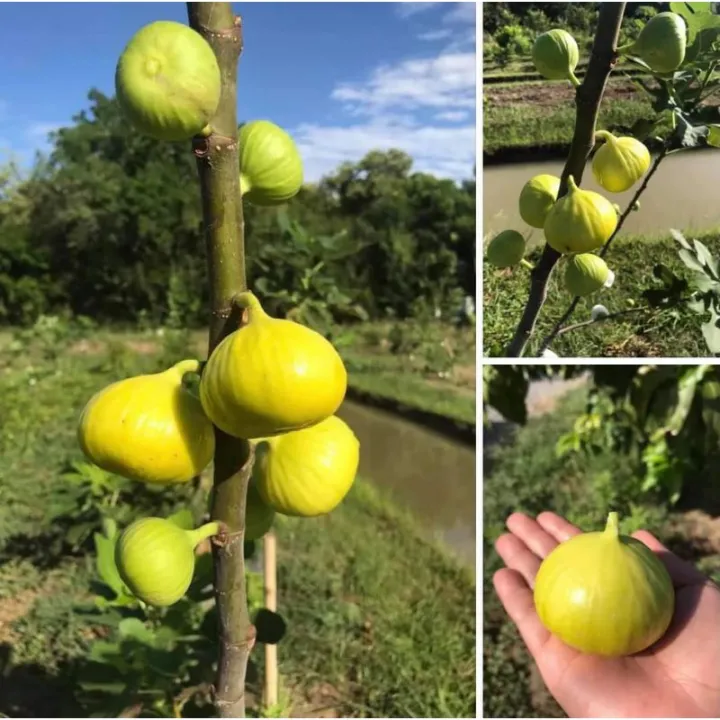 KWALITAS TERBAIK bibit tanaman buah tin kuning jumbo jenis Yellow Giant ... KWALITAS TERBAIK bibit tanaman buah tin kuning jumbo jenis Yellow Giant ...