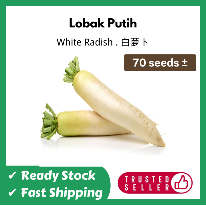 Vegetable Seeds / Biji Benih Sayur : Lobak Putih . White Radish . 白萝卜 ...