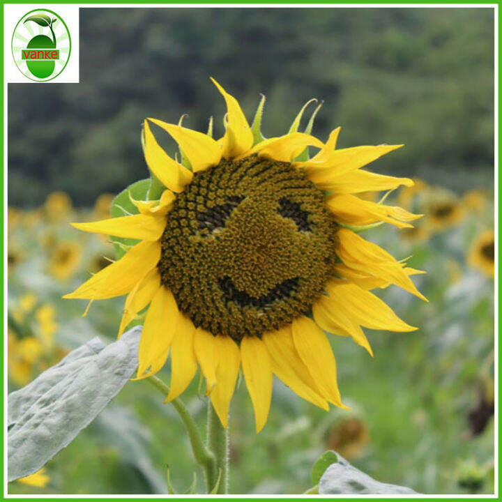 VK067（20 seeds）Smiley sunflower | Lazada PH