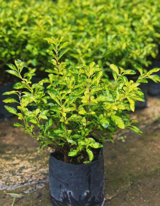 READY STOCK – DURANTA ERECTA GOLD LIVE PLANT | Lazada