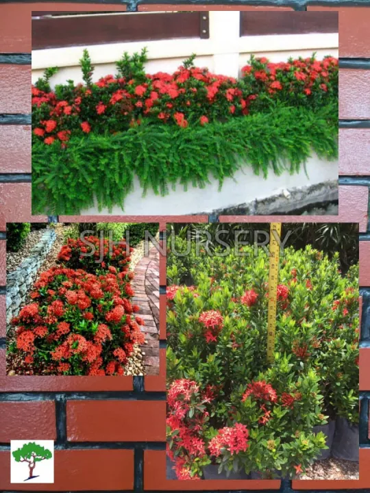 SJH - Ixora 'sunkist' / Bunga Jejarum 'sunkist' / 仙丹花 [Real Plant/Live ...