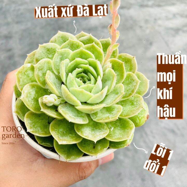 SEN ĐÁ NGỌC BÍCH SIZE TRUNG BÌNH ĐÀ LẠT HƯ 1 ĐỔI 1 SIÊU CUTE | Lazada.vn