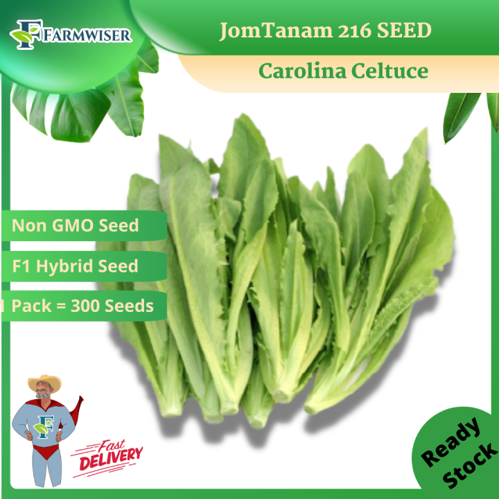 JomTanam Carolina Celtuce NON GMO SEED, F1 Hybrid seed ( 1 Pack = 10K ...