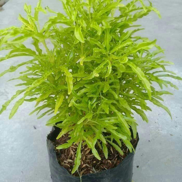 tanaman hias brokoli kuning / tanaman brokoli kuning / pohon brokoli ...