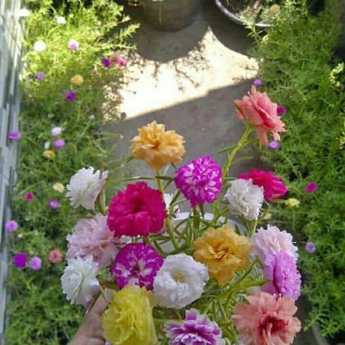 Tanaman hias sutera bombai bunga jam delapan pohon sutra bombai ...