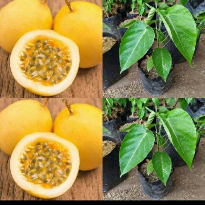 PREMIUM BIBIT TANAMAN BUAH MARKISA MANIS UNGGUL | Lazada Indonesia
