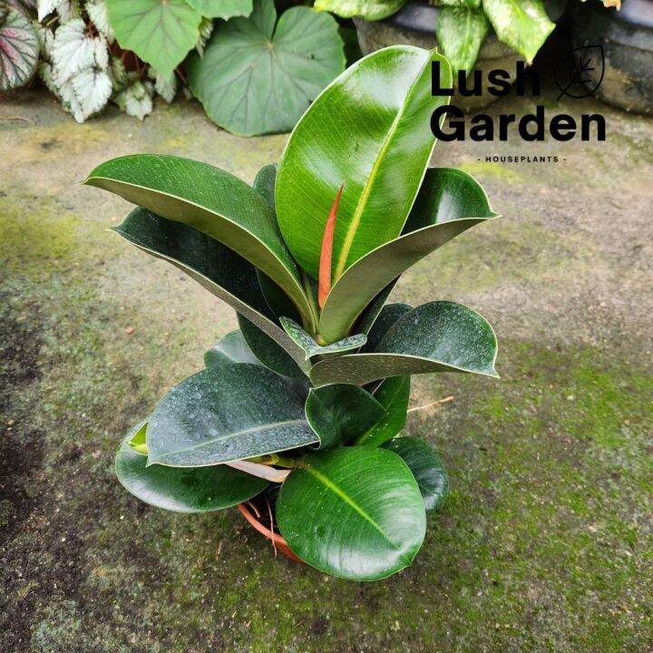 Ficus Elastica Green / Rubber Plant 绿金刚 150mm Pot Indoor Live Plant ...