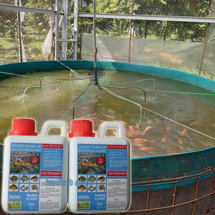 PROBIOTIK BIOGAN KHUSUS UNTUK BUDIDAYA IKAN LELE GURAME NILA KOLAM ...
