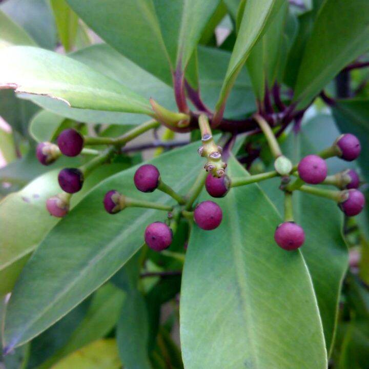 Anak Pokok Daun Mata Itik | Lazada