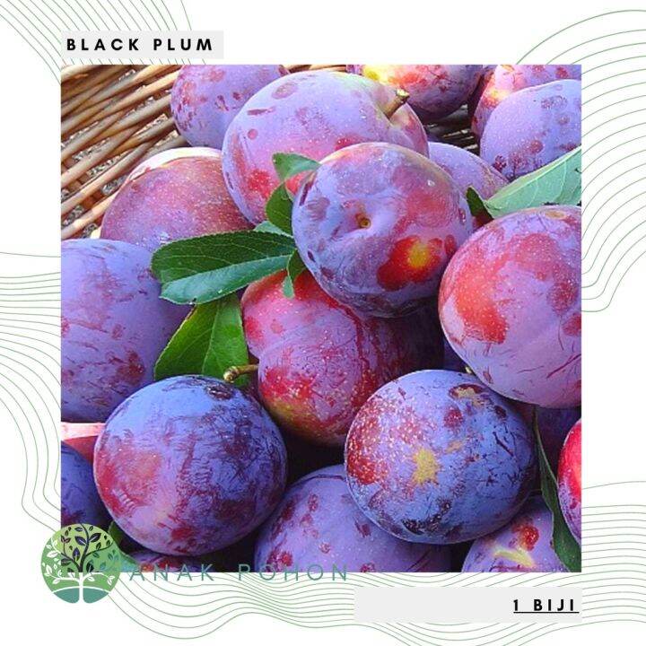 Buah Plum Hitam Prem Hitam Black Plum Fruit Tree Seeds | Lazada PH