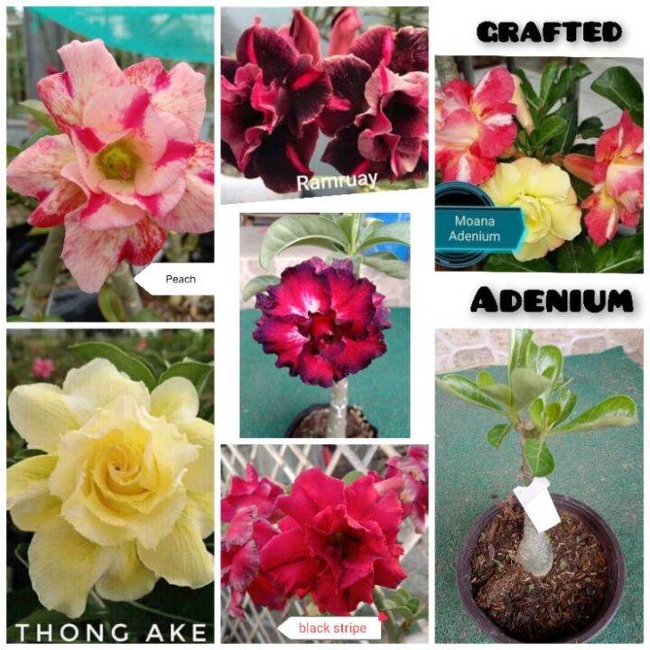 GRAFTED ADENIUM (small-medium caudex) | Lazada PH