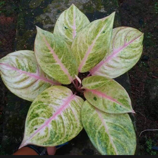 tanaman hias - tanaman hidup - tanaman aglonema golden siam - aglonema ...