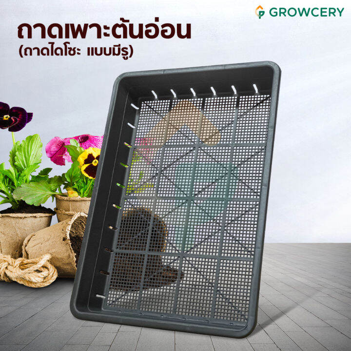 [G] ถาดเพาะต้นอ่อน ถาดไดโซะ แบบมีรู เพาะต้นอ่อนทานตะวัน เพาะกระบองเพชร **สั่งขั้นต่ำ 2 ใบ** โดย ...