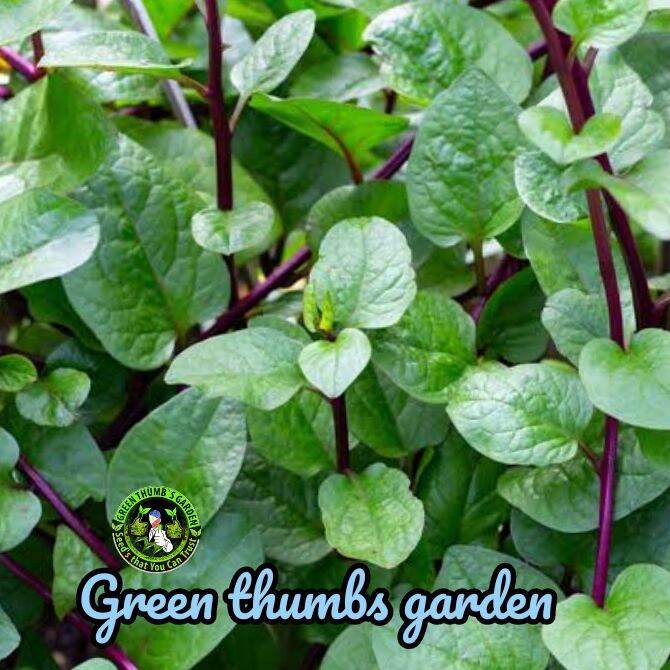 ALUGBATI SEED`S PURPLE RED(WONDER PLANT) "NON-GMO" | Lazada PH