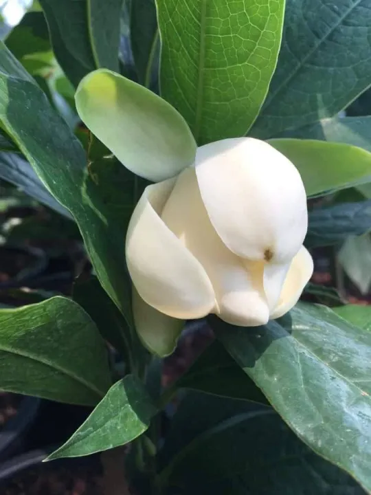 Pokok Bunga Cempaka Telur Bunga wangi real plant hotselling indoor ...