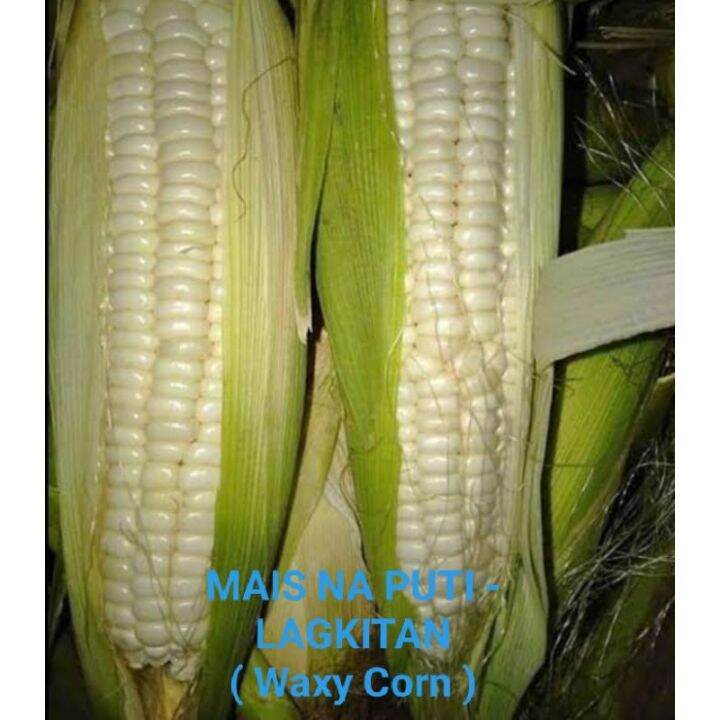 50 Seeds (buy 2 get 1 free) Mais Na Puti Lagkitan Waxy Corn for Sale ...
