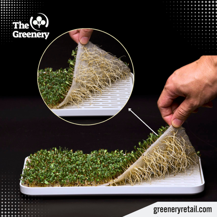 Complete Microgreens Sprouting Set | Lazada PH