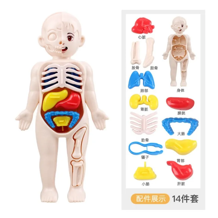 Awotech STEM Toys Human Body Anatomy Science Educational Toys DIY ...