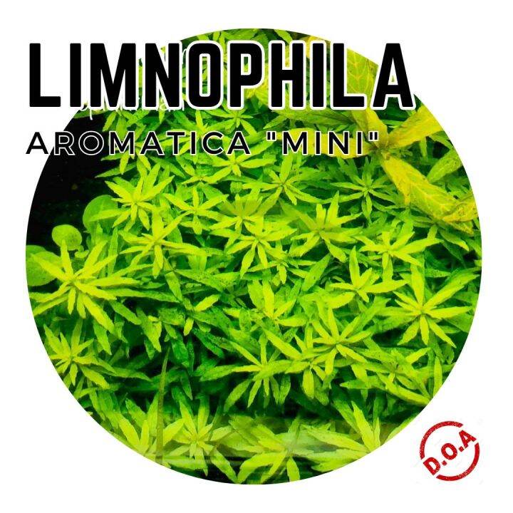 [Aquatic Plant] Stem Plants Rare Limnophila Aromatica Mini Green ...