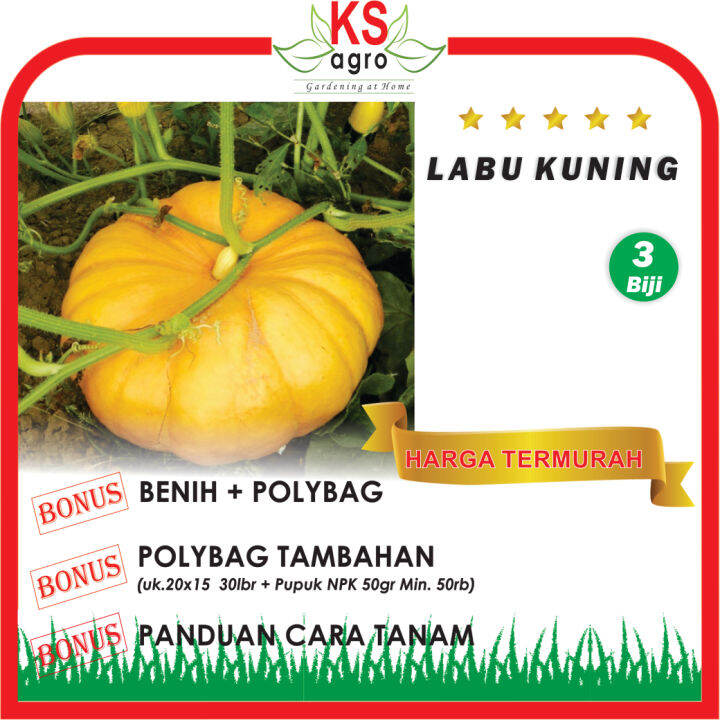 BENIH LABU KUNING BIBIT SAYURAN UNGGUL | Lazada Indonesia