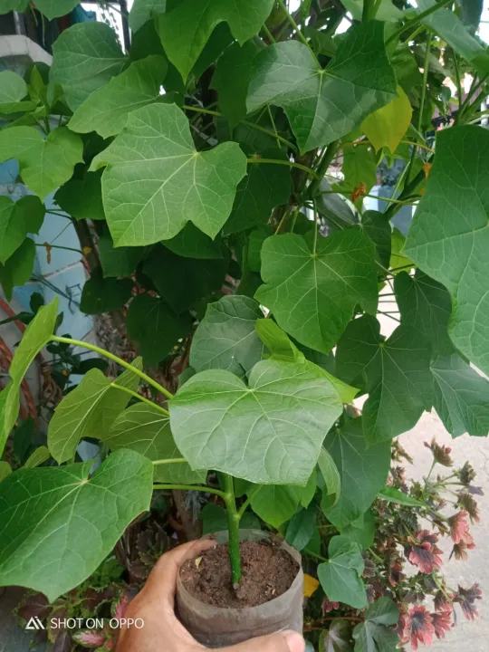 Daun Segar 10 Lembar / Daun Jarak Pagar Murah / Daun Segar Herbal ...