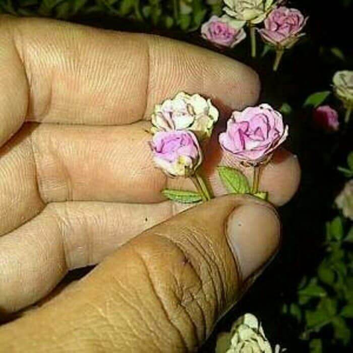 Tanaman Jadi Bunga Baby Rose / Mawar Mini | Lazada Indonesia