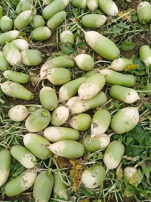 Korean 791 Canned Giant Green Radish Labanos Vegetable Seeds ( 200 ...