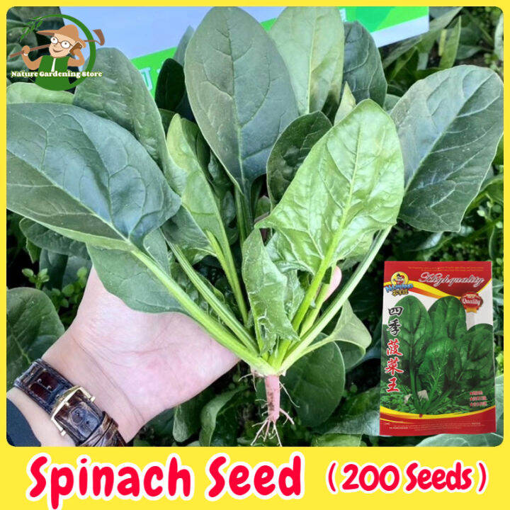 Fresh Organic Spinach Seeds for Planting (200 Seed) High Yield Chinese ...