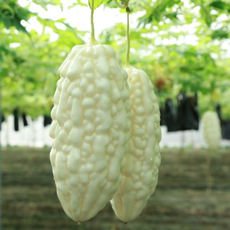 AA White Bitter Gourd Seed 5 seeds 白玉苦瓜种籽 5粒 Benih Peria Putih 5 biji ...
