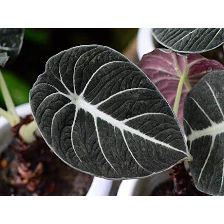 zumari Black Leaf Alocasia Plant Seeds Growth depends on soil and ...