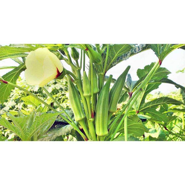 LADY FINGER EASY TO GROW VEGETABLE SEEDS 50 seeds (not plants) | Lazada